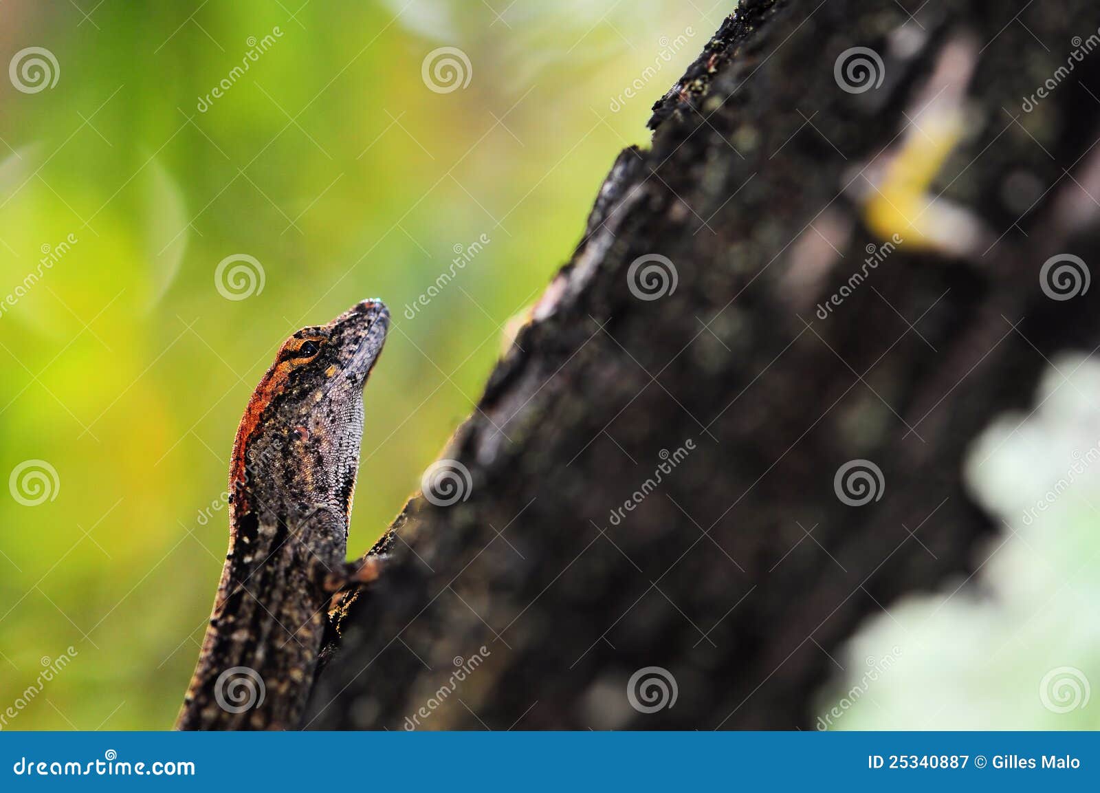 Lizard macro stock image. Image of animals, predator - 25340887