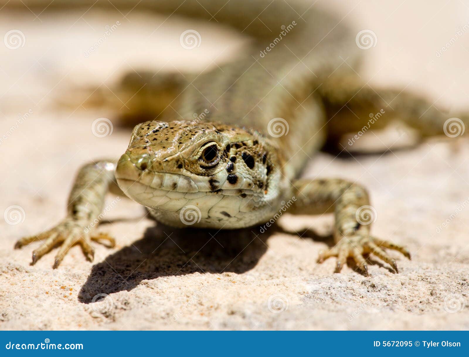 Lizard Macro stock image. Image of podarcis, animal, wildlife - 5672095