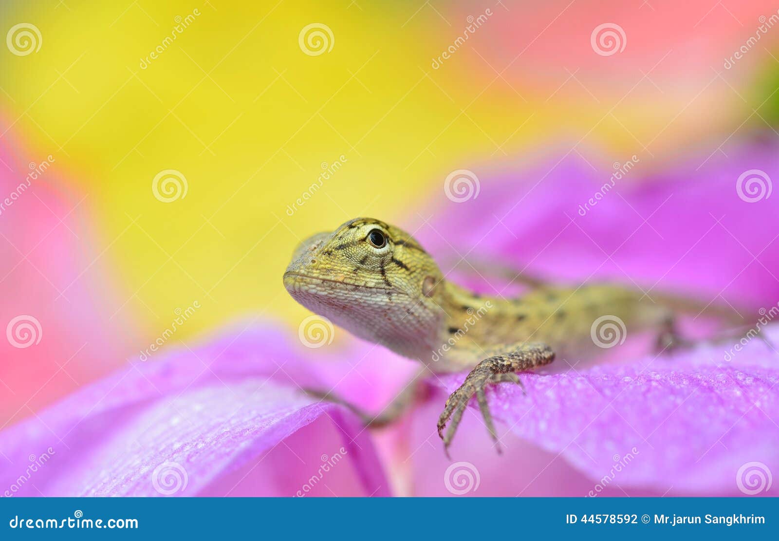 42,398 Macro Lizard Stock Photos - Free & Royalty-Free Stock Photos ...