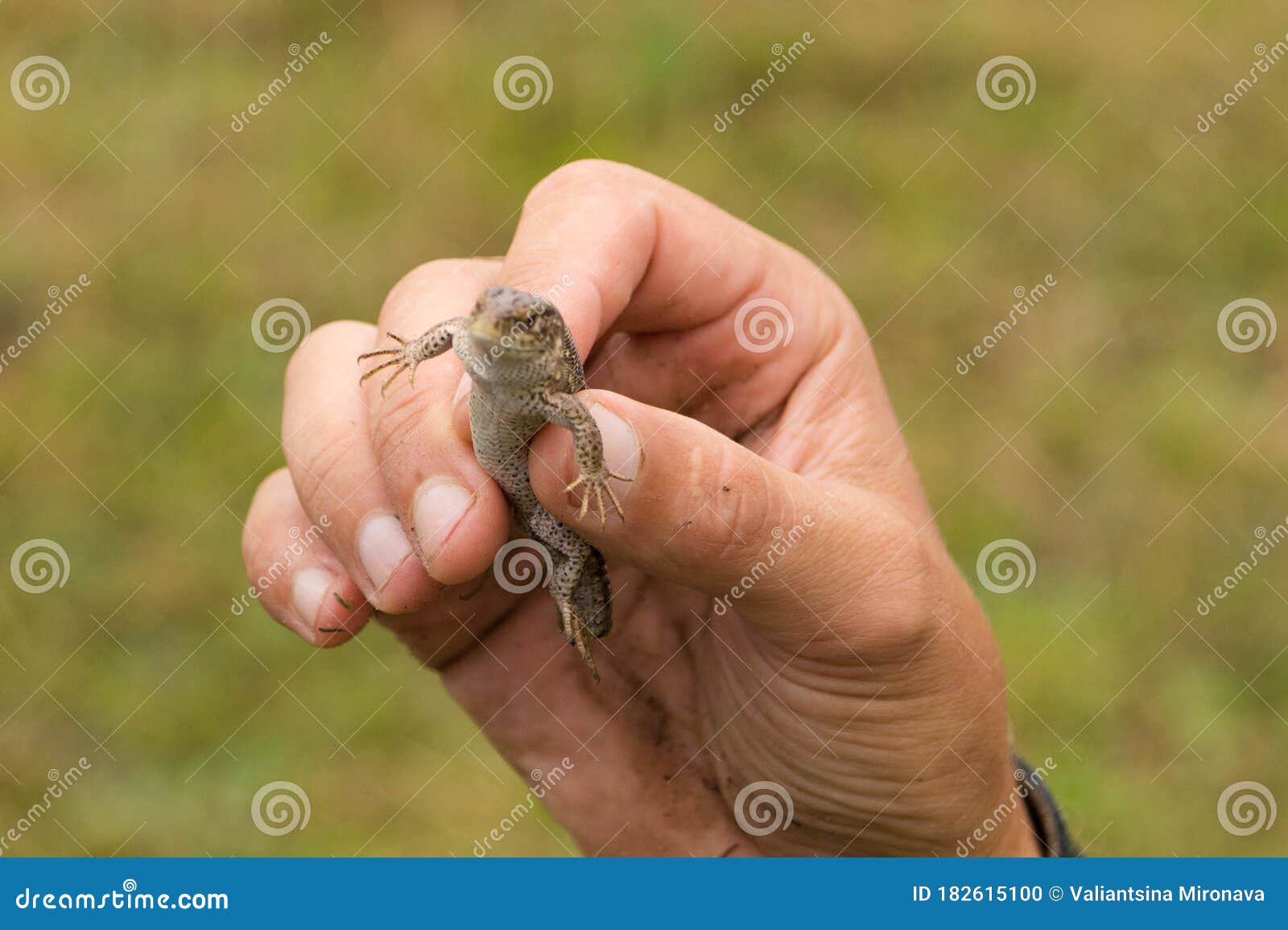 Lizard in the man`s hand stock photo. Image of wildlife - 182615100
