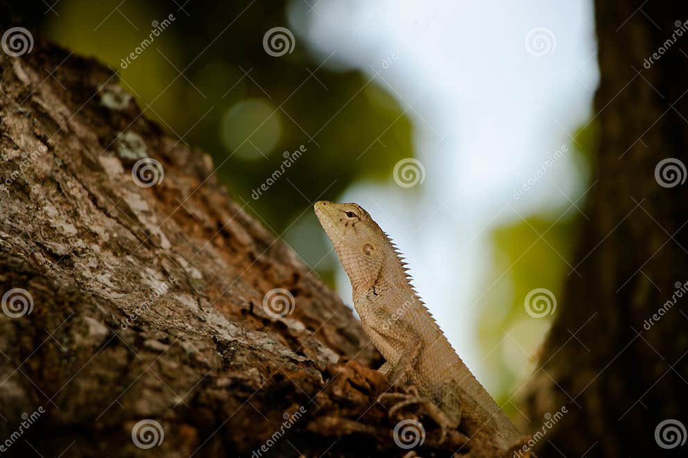 Lizard on a Mango Tree in the Middle of the Mountain Stock Image ...