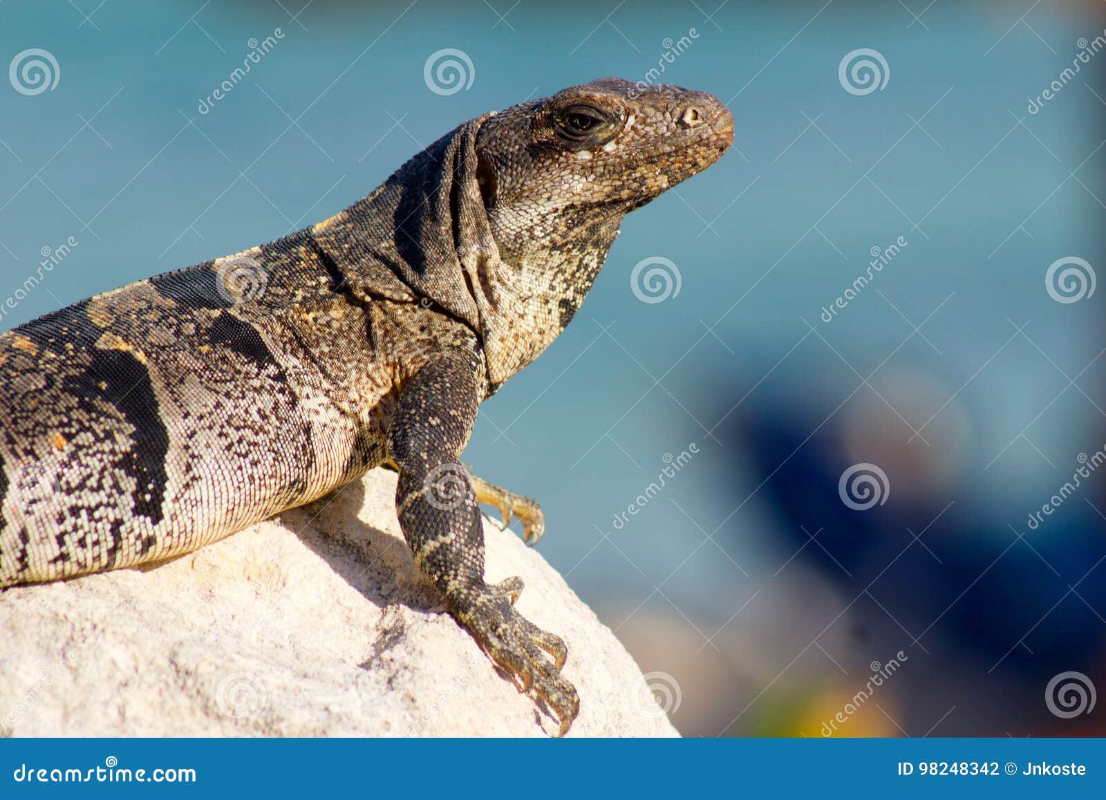 Lizard in Mexico Detailed View Stock Photo - Image of view, head: 98248342