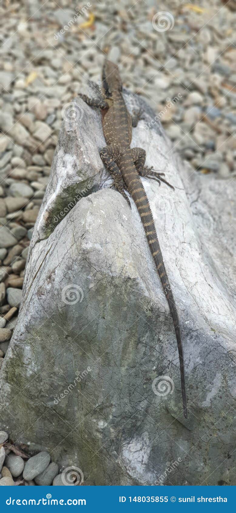 Lizard stock image. Image of stone, lizard - 148035855