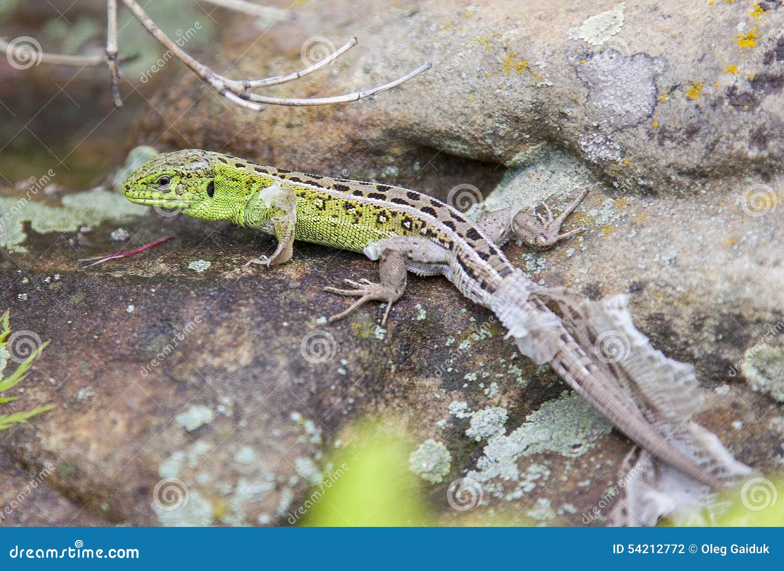 Lizard molting in spring stock photo. Image of skin, lizard - 54212772