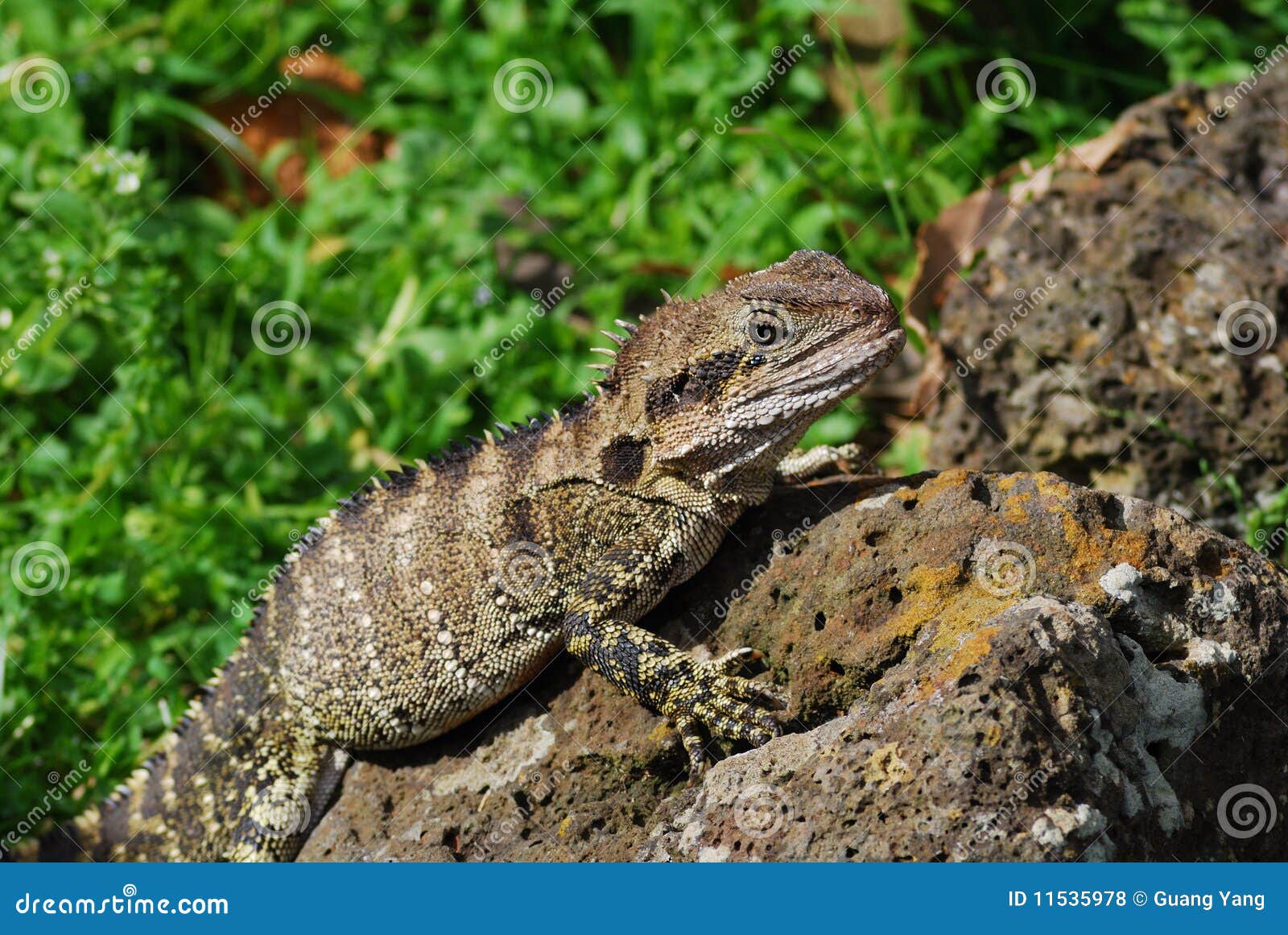 Lizard monster stock photo. Image of australian, creature - 11535978