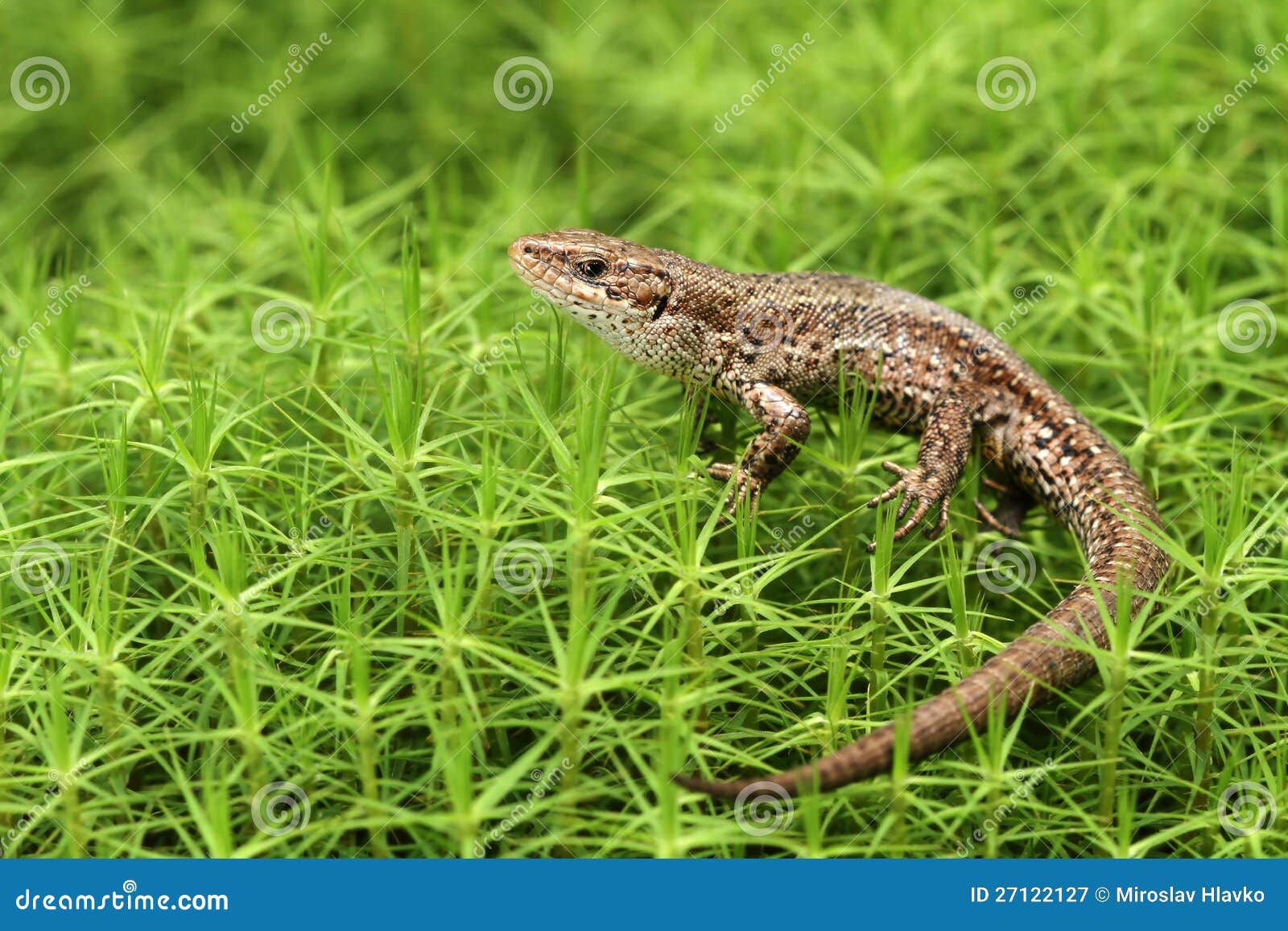 Lizard on moss stock image. Image of animal, close, moss - 27122127