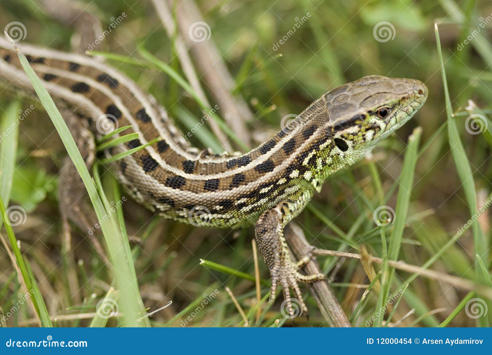 Lizard in Mountain of the Caucasus Stock Photo - Image of green, herb ...