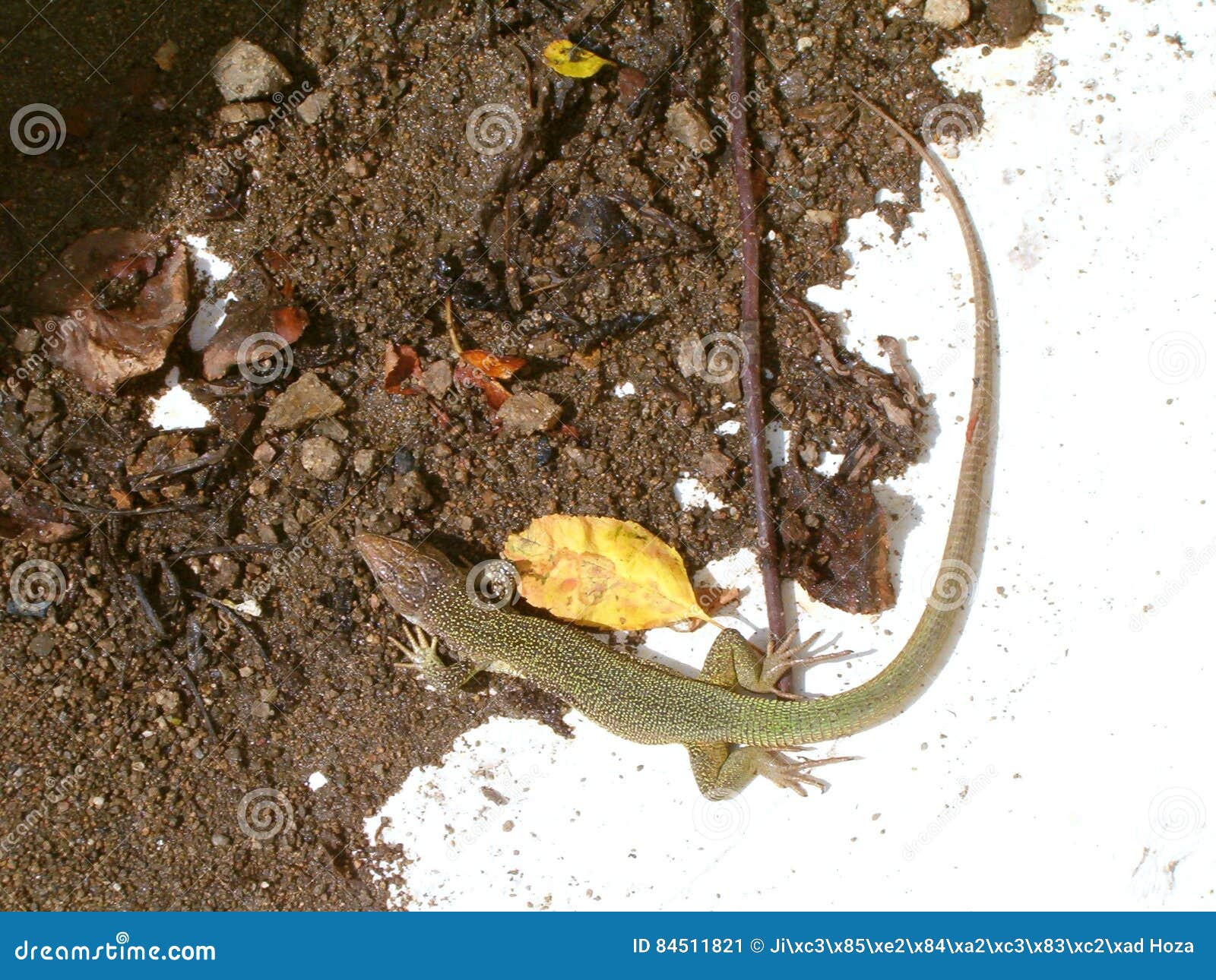 Lizard on Mud stock image. Image of brown, lizard, little - 84511821
