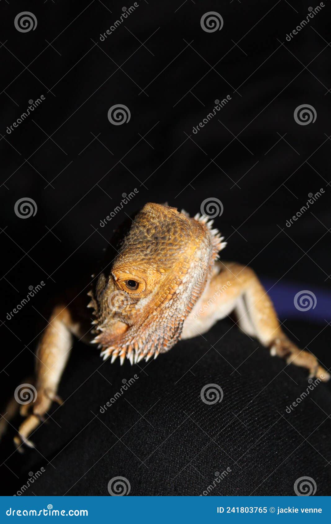 Lizard stock image. Image of mouse, lizard, friend, reptile - 241803765