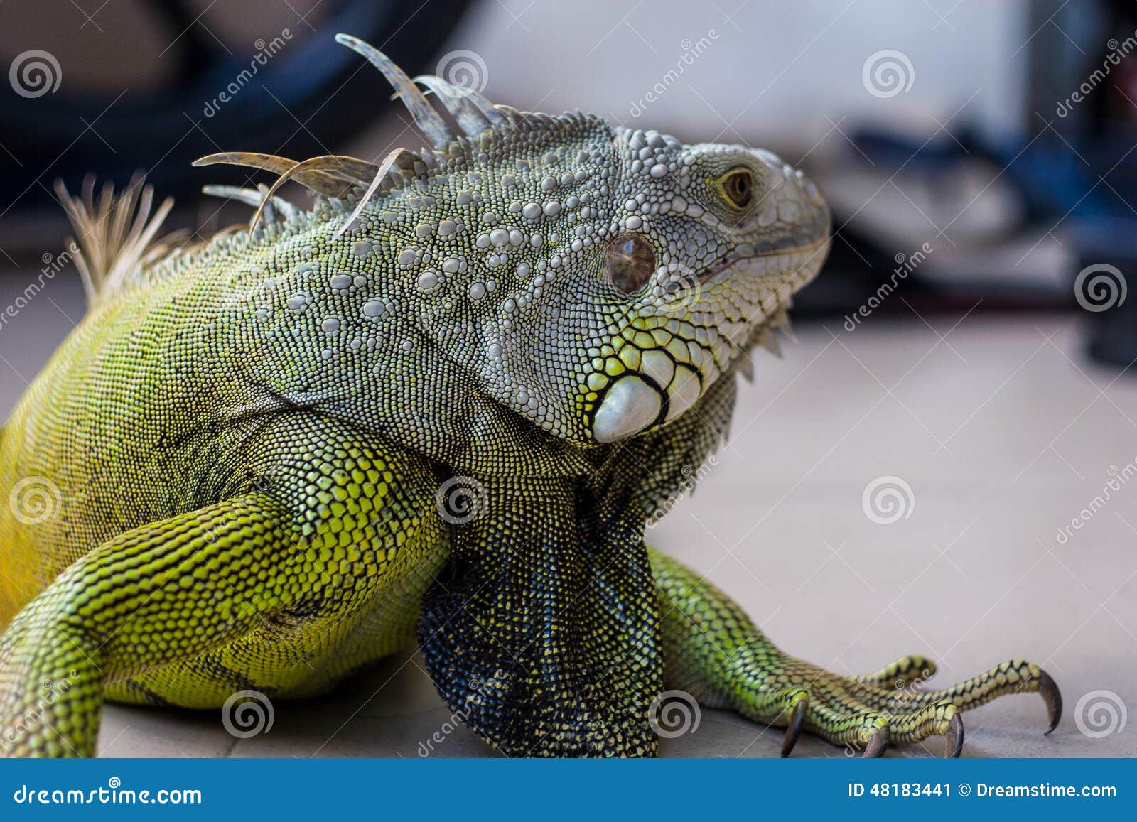 Lizard stock image. Image of pretty, cool, fauna, reptile - 48183441