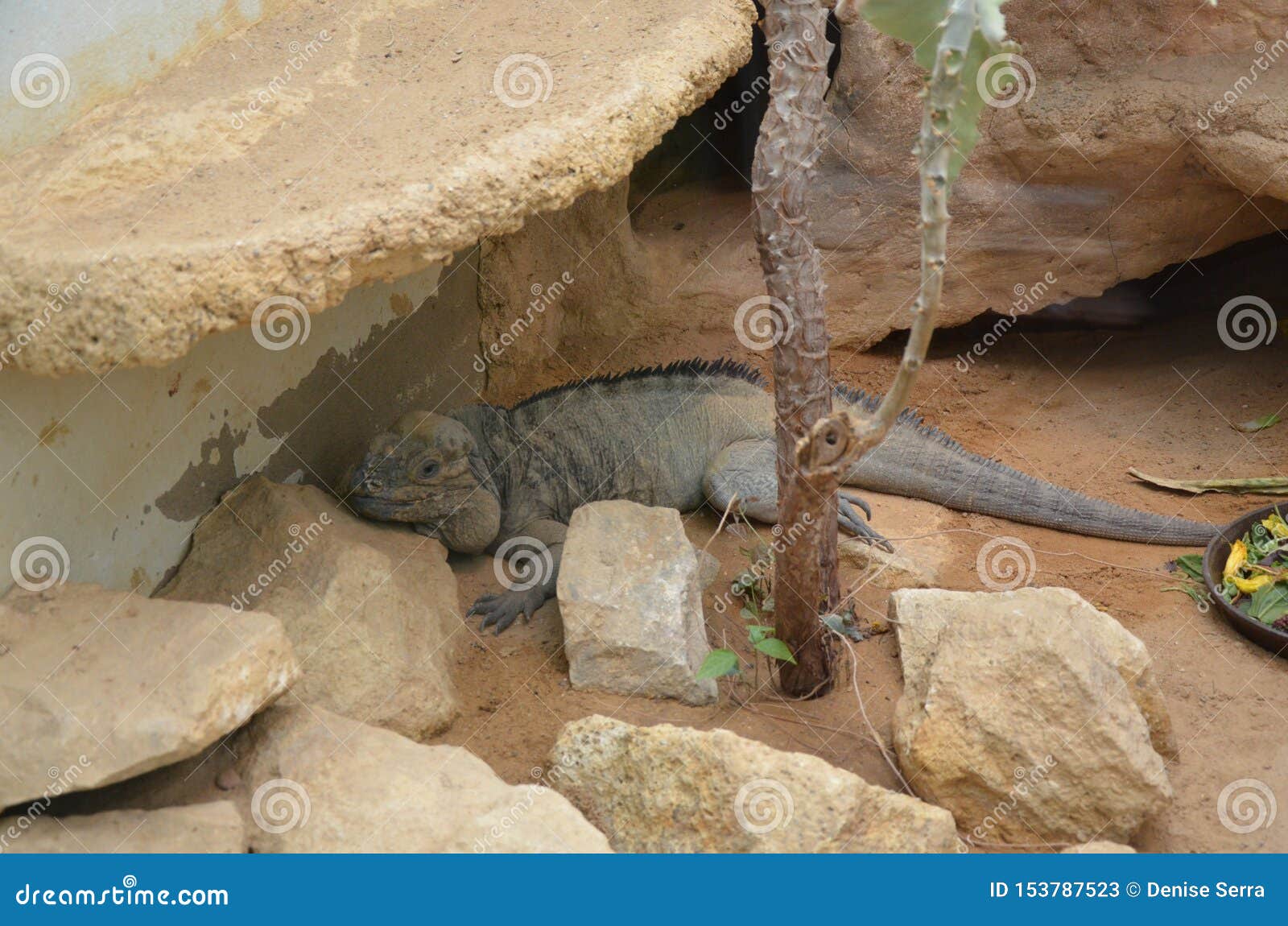 Lizard Named Common Chuckwalla in Desert Ambiance Stock Image - Image ...