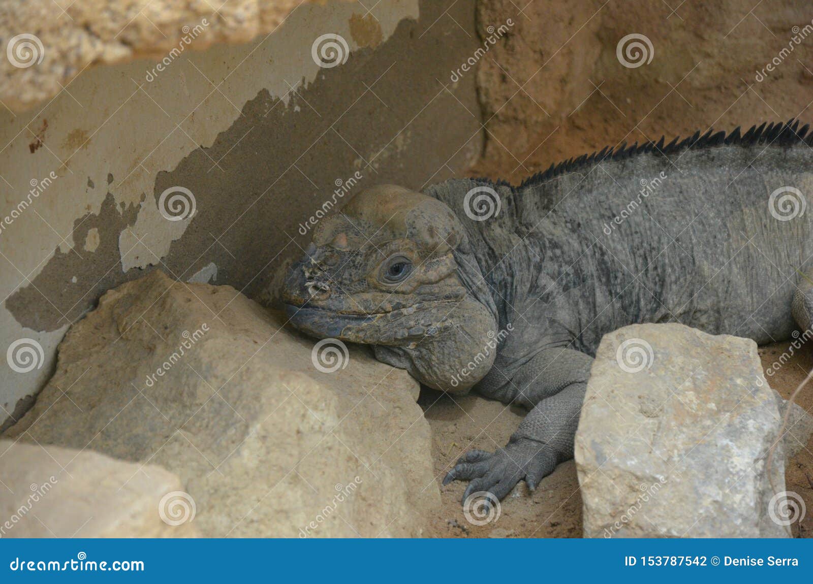 Lizard Named Common Chuckwalla in Desert Ambiance Stock Photo - Image ...