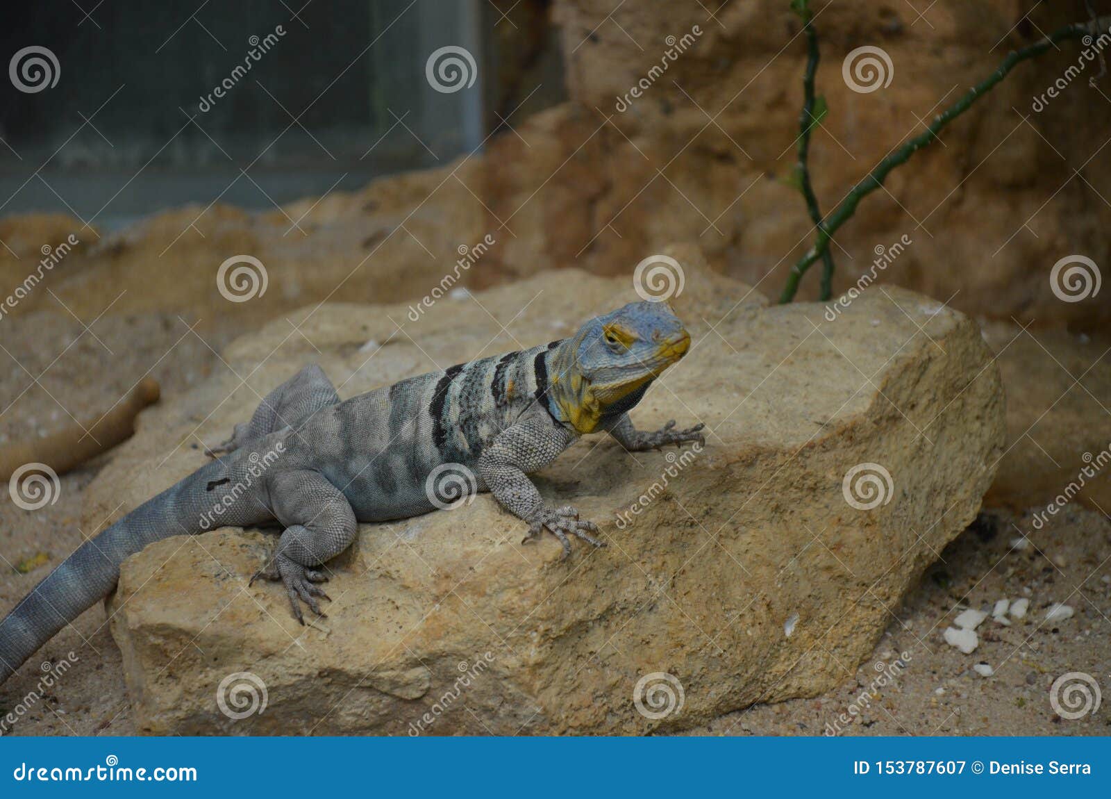 Lizard Named Common Chuckwalla in Desert Ambiance Stock Image - Image ...