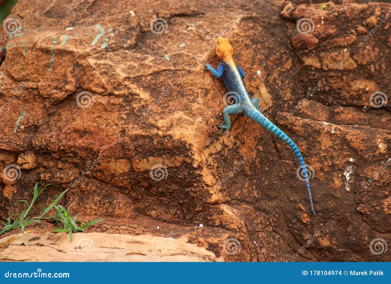 Lizard in National Park Amboseli, Kenya Stock Photo - Image of nature ...