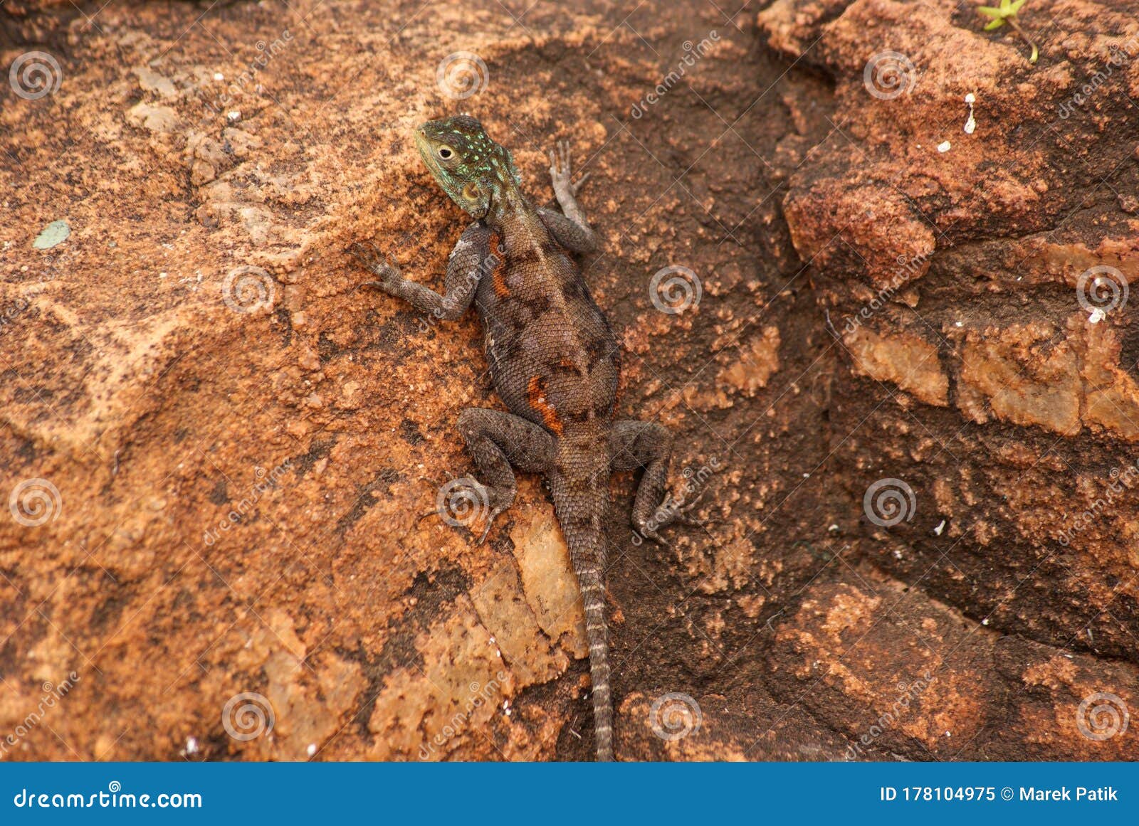Lizard in National Park Amboseli, Kenya Stock Image - Image of amboseli ...