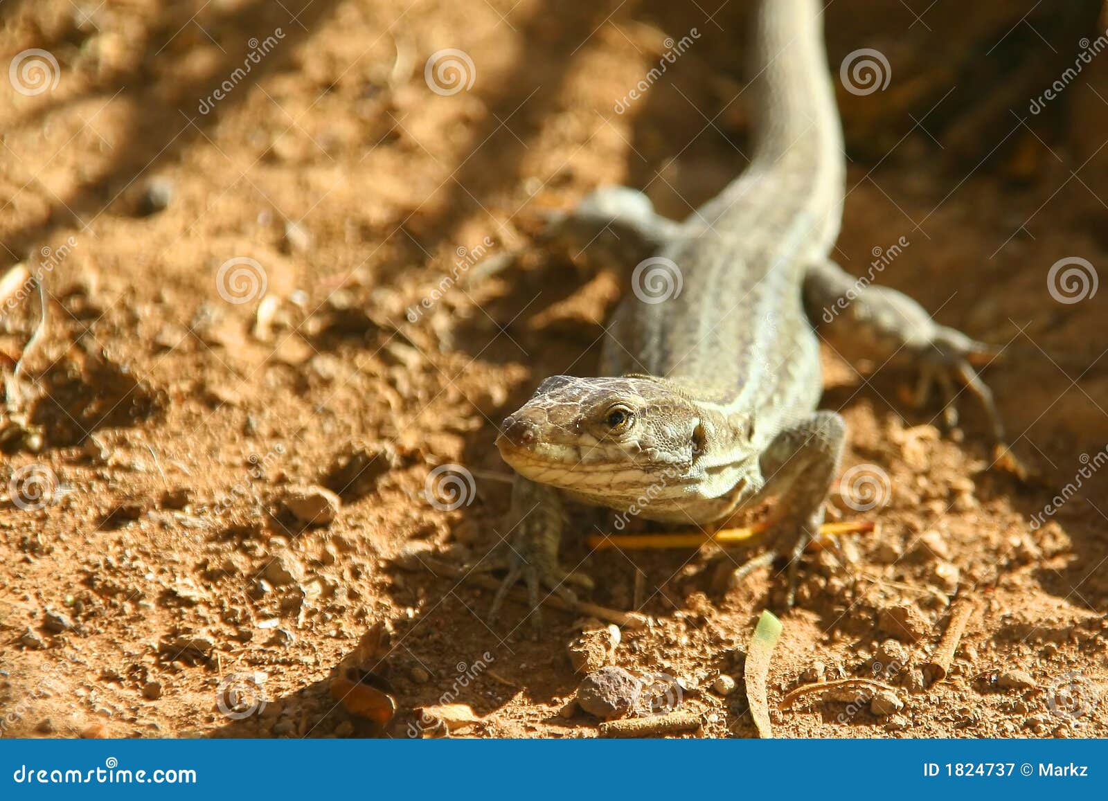 Lizard in Natural Environment Stock Image - Image of animal, ugly: 1824737