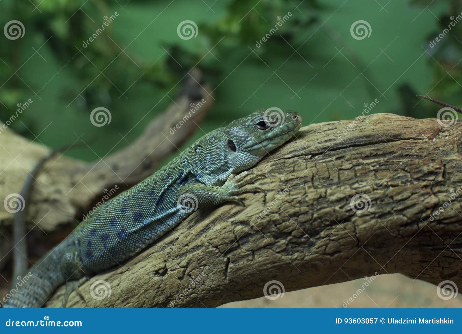 Lizard on branch stock image. Image of sitting, portrait - 93603057