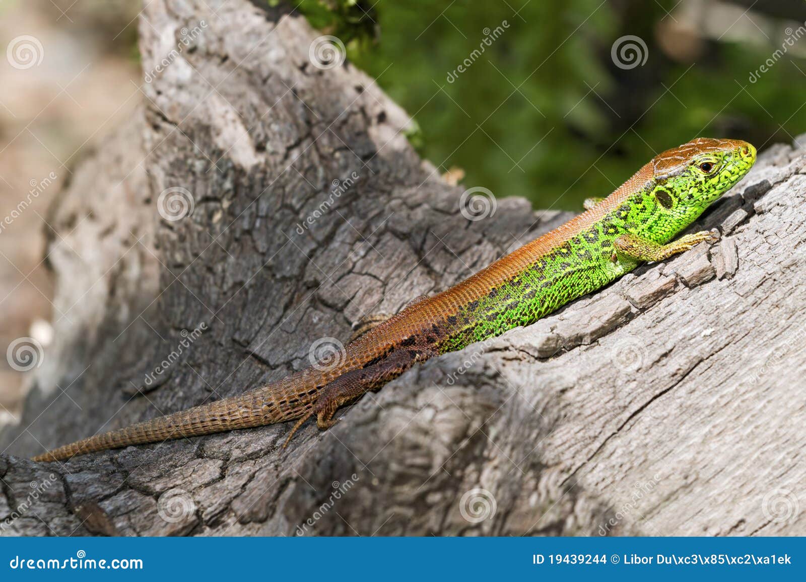 Lizard in nature stock photo. Image of nature, brown - 19439244