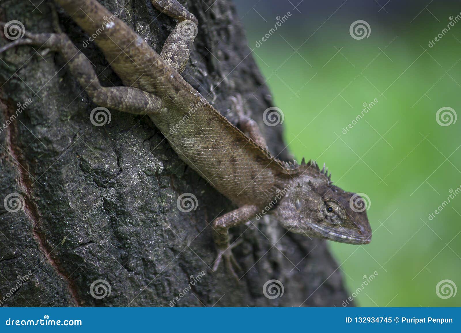 A Lizard is Climbing on a Tree. Stock Image - Image of geckos, fauna ...