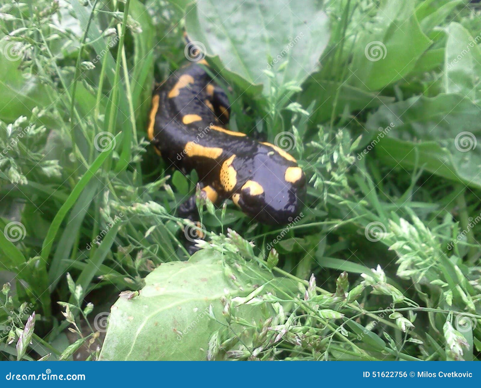 Lizard, Nature, Rain Lizard, Stock Photo - Image of lizard, humidity ...