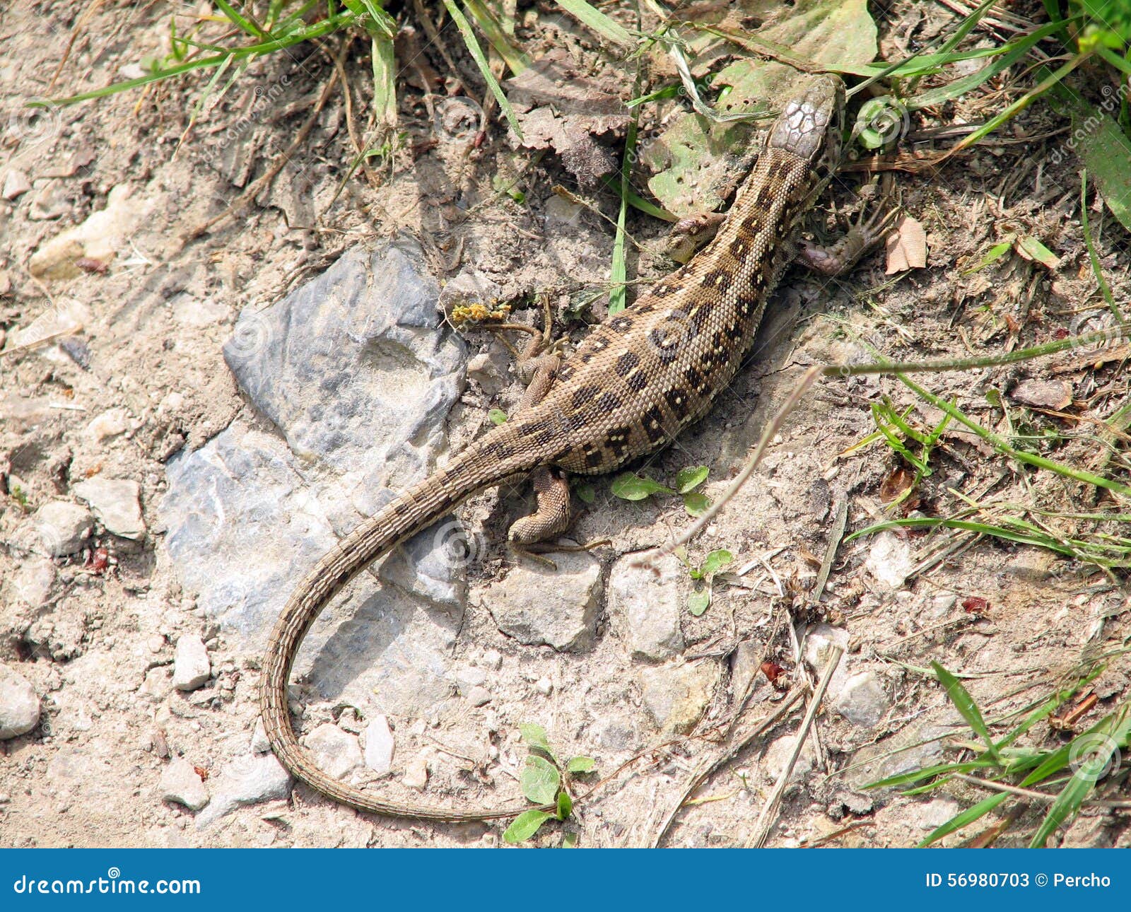 Lizard stock image. Image of saurian, detail, animal - 56980703