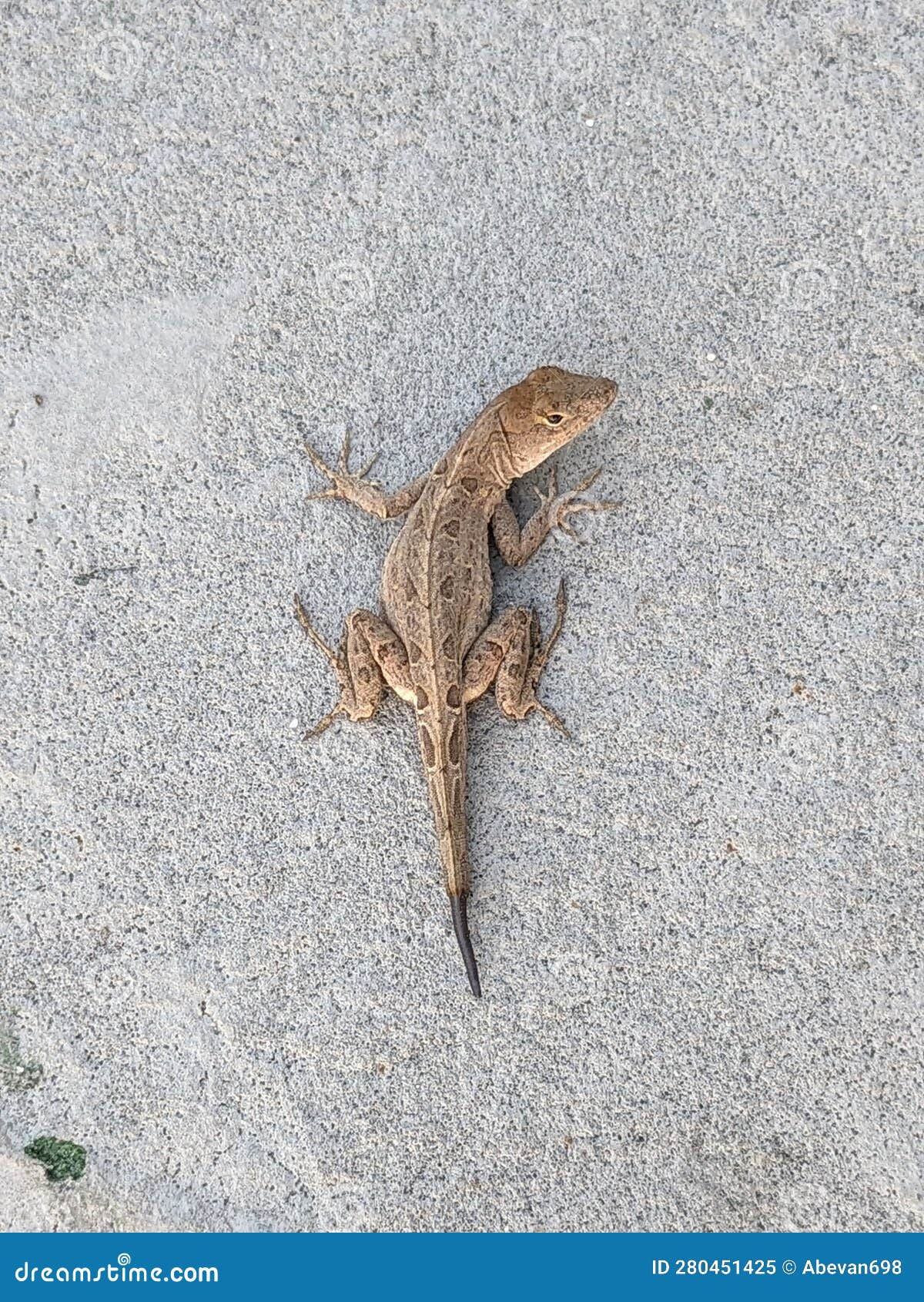 Close Up Of A Beautiful Little Monkey At Outdoors At Swayambhu Stupa ...