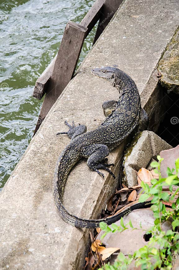 Lizard stock photo. Image of white, square, lizard, nature - 33446110