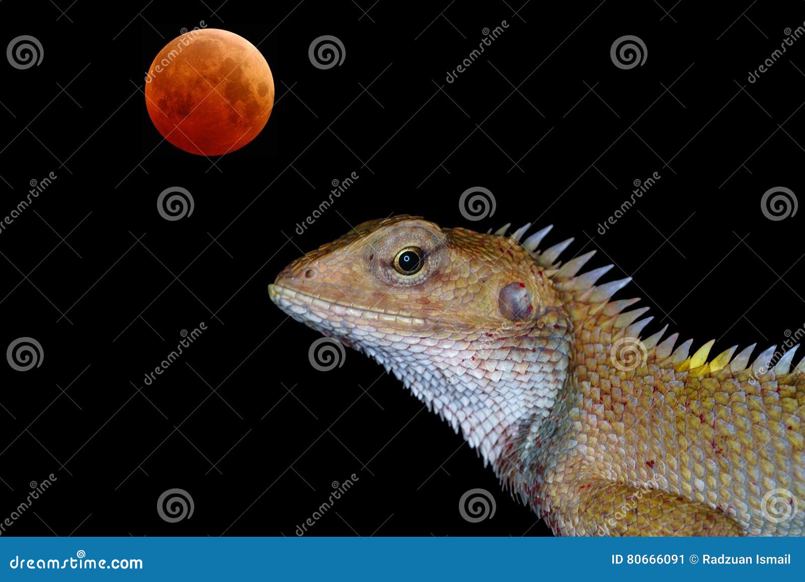 Lizard stock image. Image of closeup, beautiful, close - 80666091