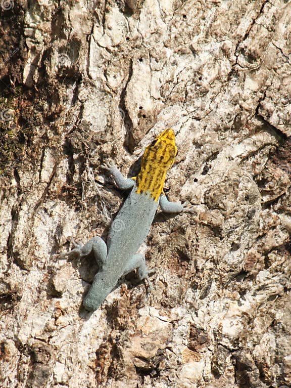 Lizard with no tail stock image. Image of rough, predator - 16768039