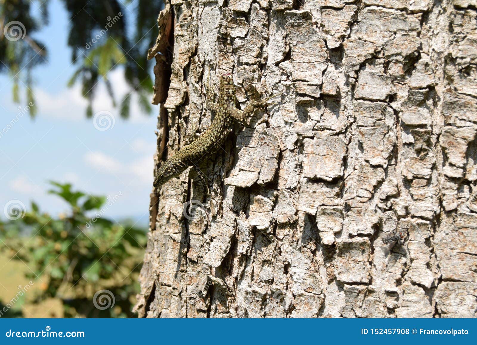 A Lizard with No Tail after a Fight with a Predator Stock Photo - Image ...