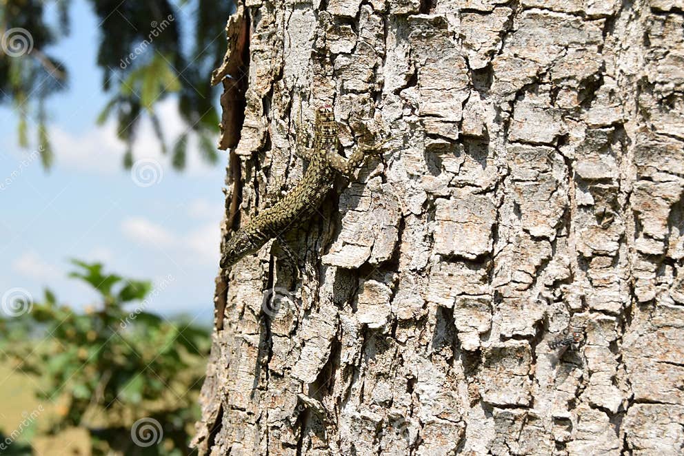 A Lizard with No Tail after a Fight with a Predator Stock Photo - Image ...