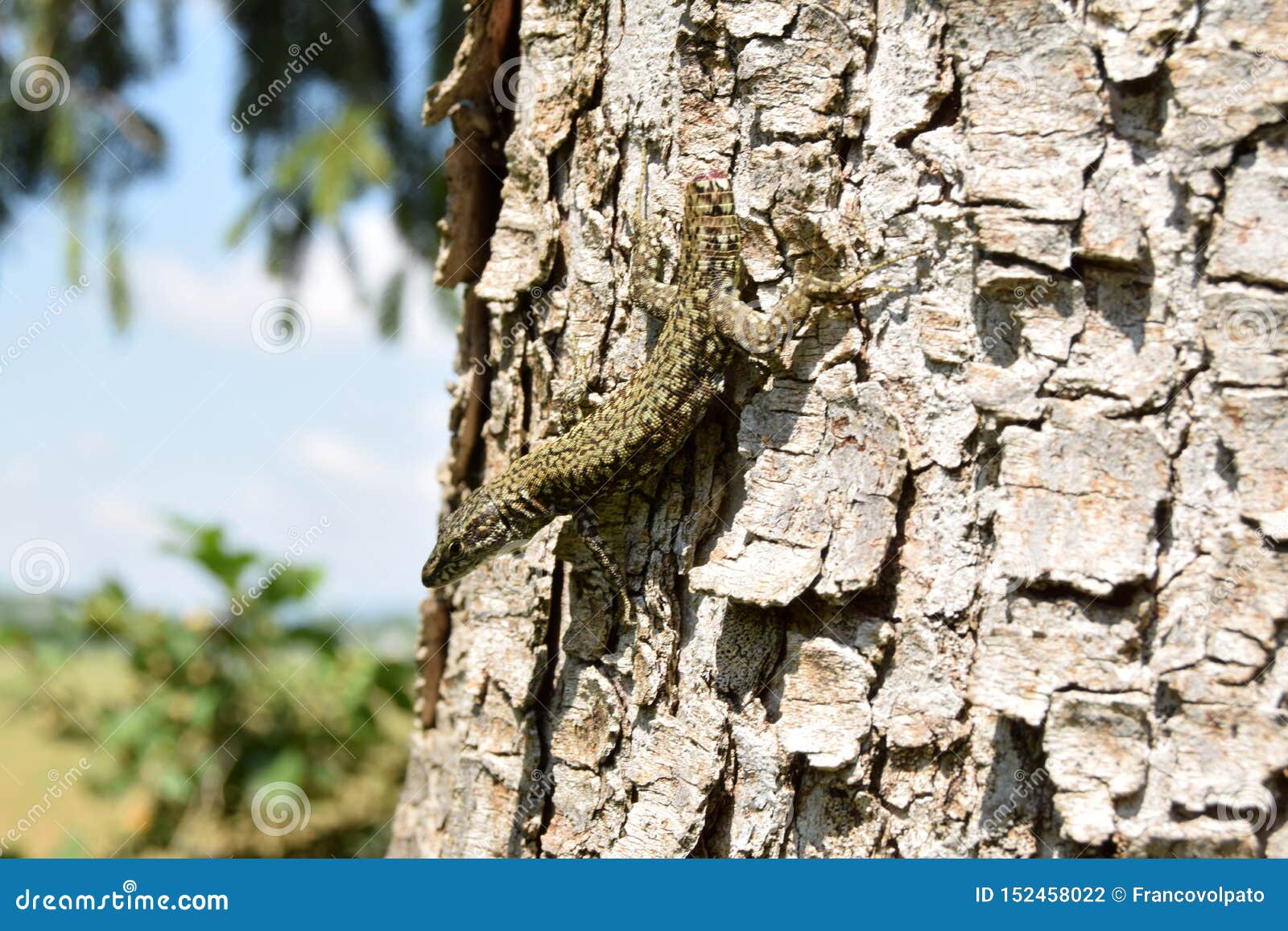 A Wounded Lizard with No Tail Stock Photo - Image of warmth, reptile ...