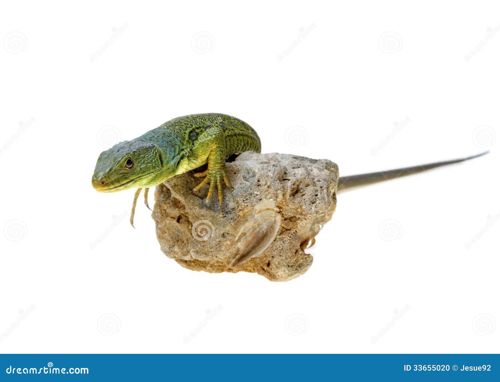 Lizard stock photo. Image of portrait, reptile, macro - 33655020