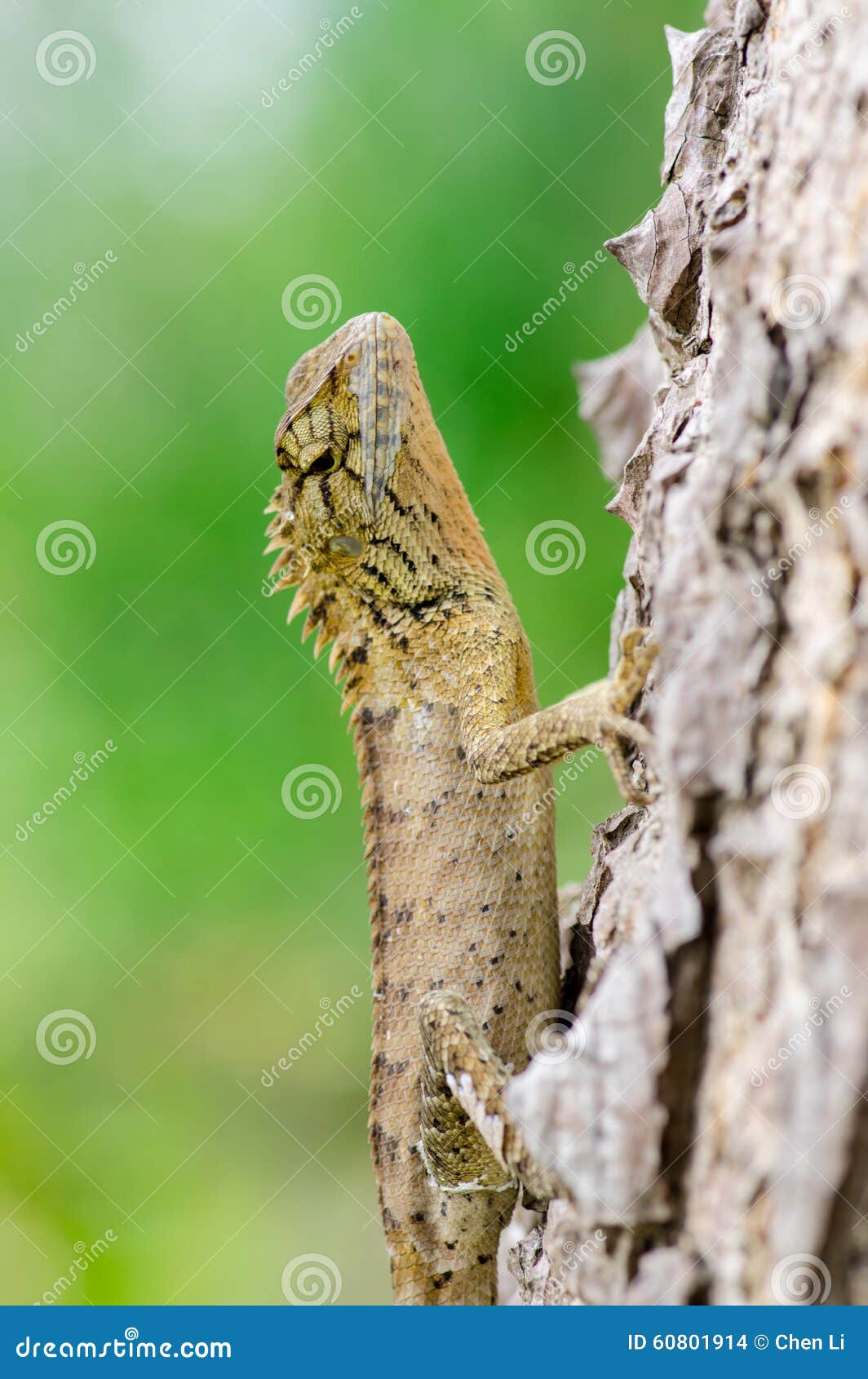 Lizard stock photo. Image of nature, reptiles, biological - 60801914