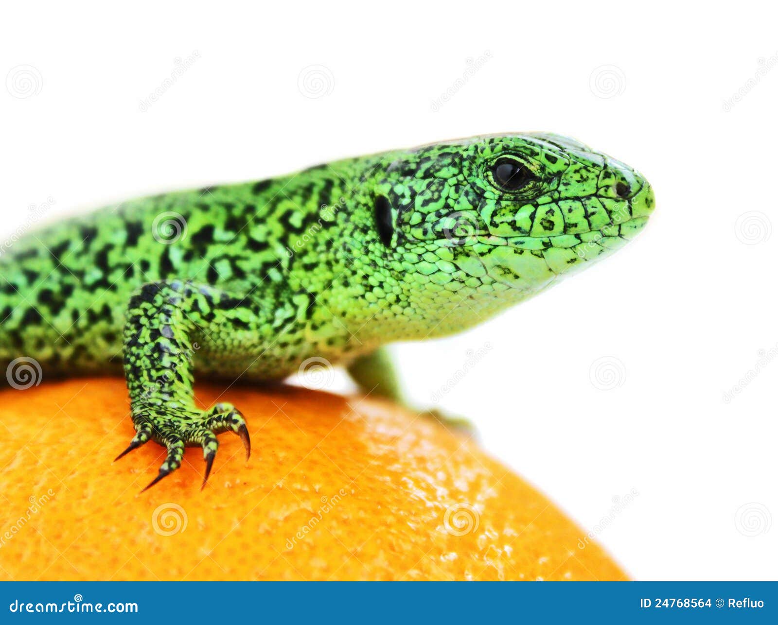 Lizard on orange closeup stock photo. Image of fruit - 24768564