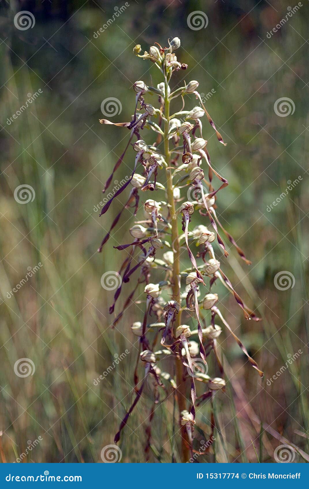 Lizard Orchid stock photo. Image of rare, meadows, petal - 15317774