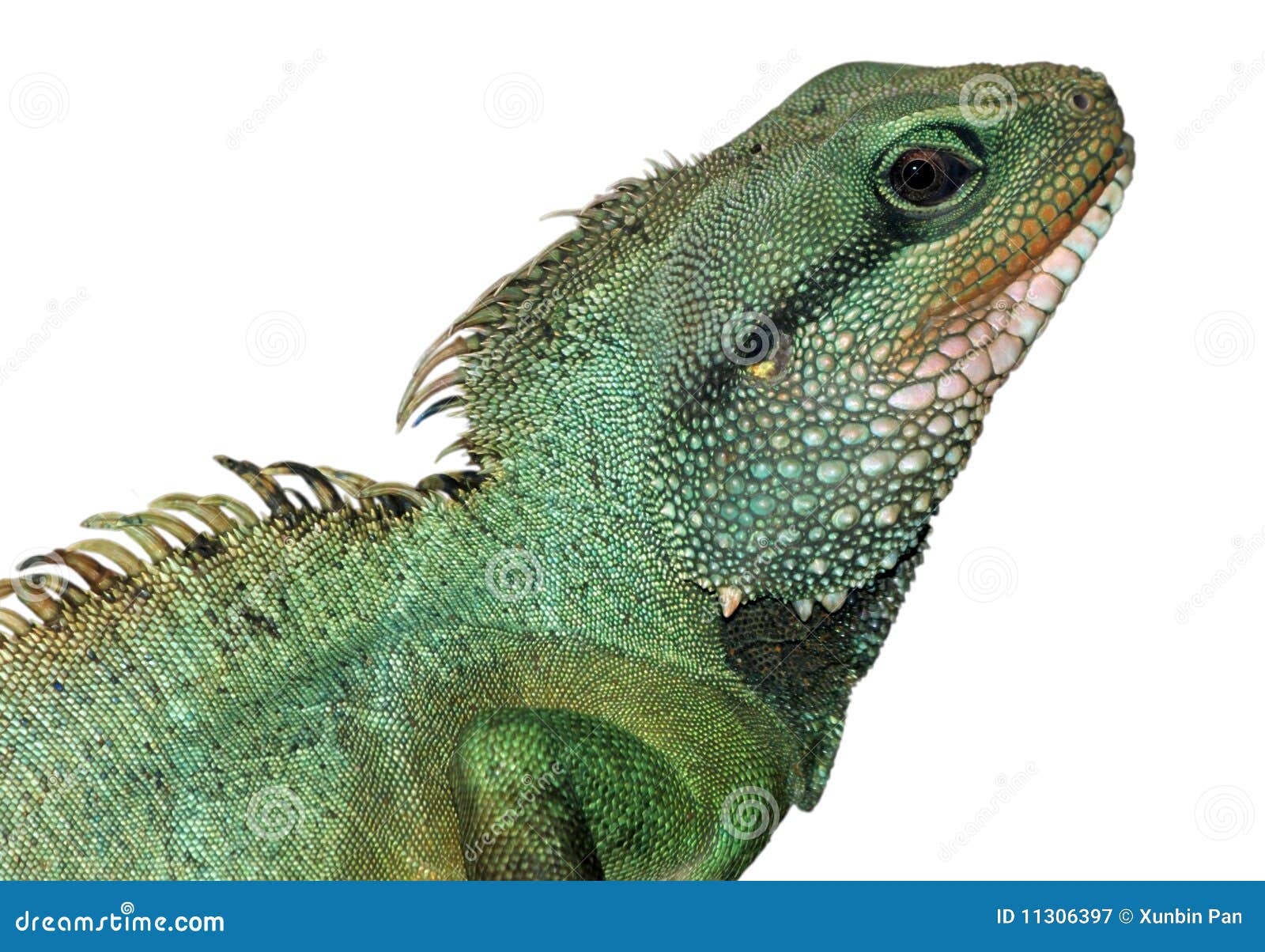 Lizard Oriental Water Dragon Stock Image - Image of chinese, dragon ...