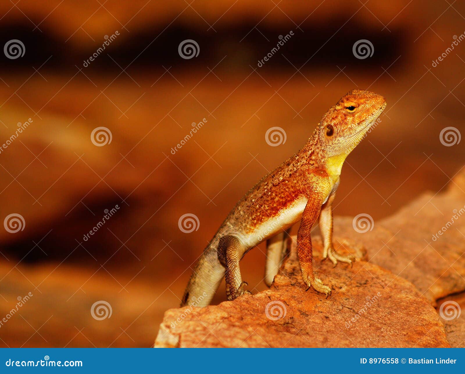 Lizard in the Outback stock photo. Image of outback, wild - 8976558