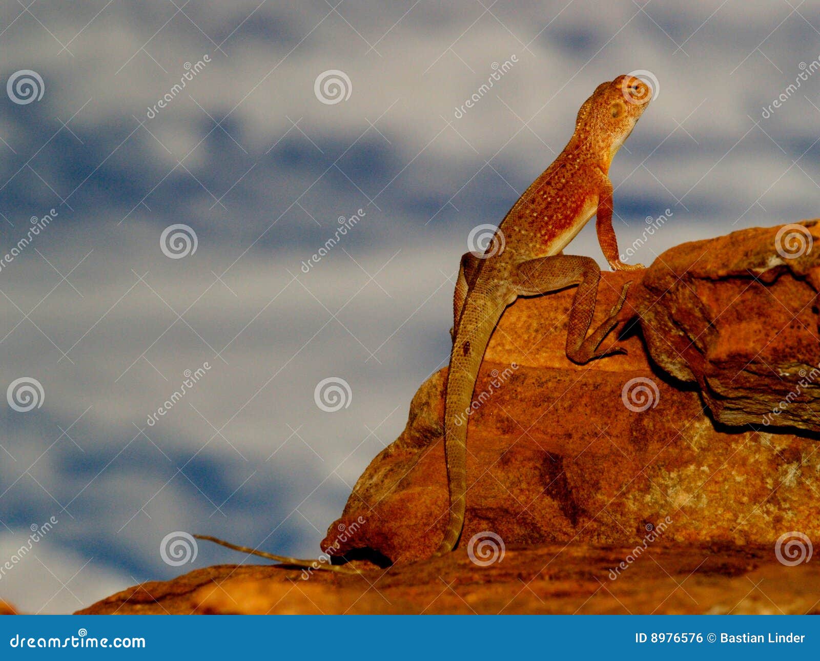Lizard in the Outback stock photo. Image of reptile, dinosaur - 8976576