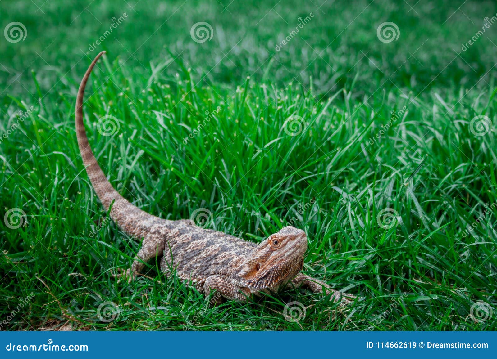 Lizard on the outside lawn stock image. Image of macro - 114662619