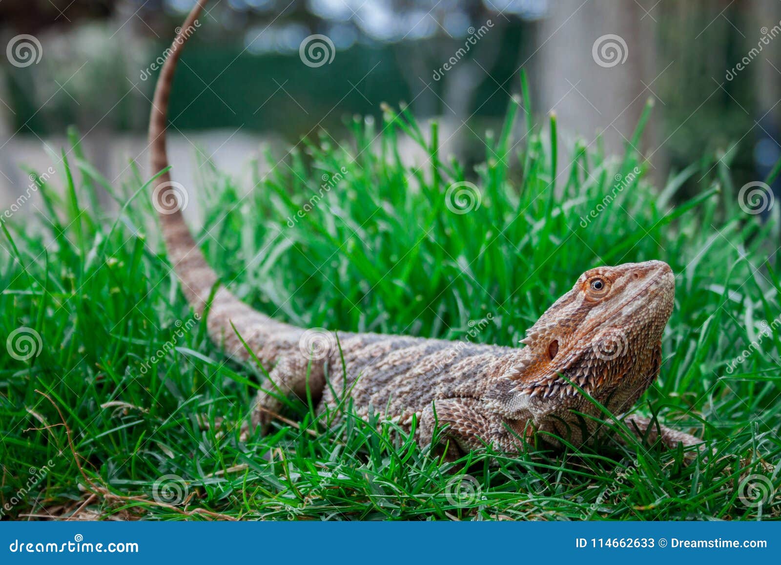 Lizard on the outside lawn stock image. Image of desert - 114662633