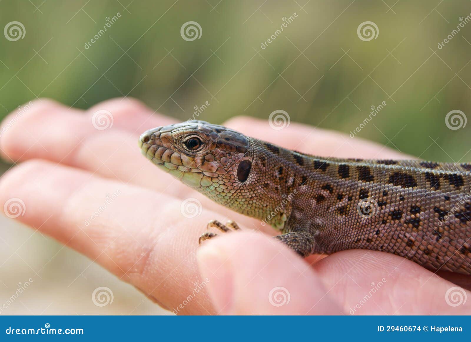 Lizard on a palm stock photo. Image of skin, reptile - 29460674