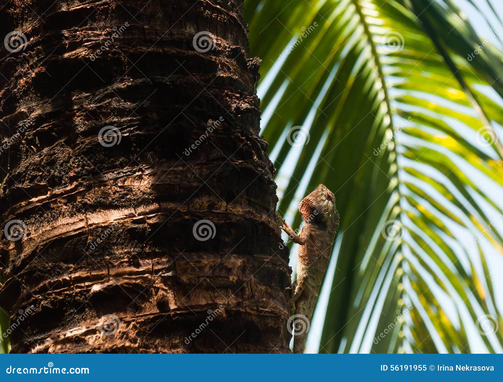 Lizard on the Palm Close-up View Stock Image - Image of colored ...