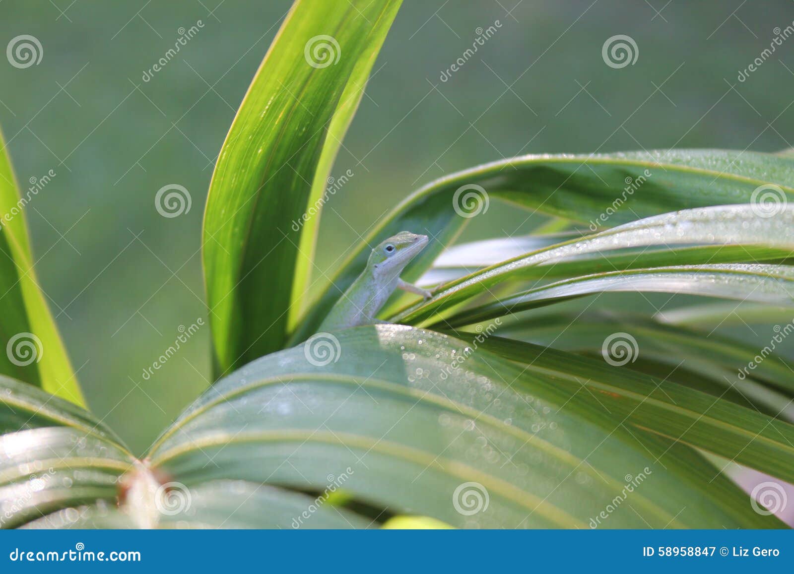 Lizard on palm stock image. Image of branch, gecko, lizard - 58958847