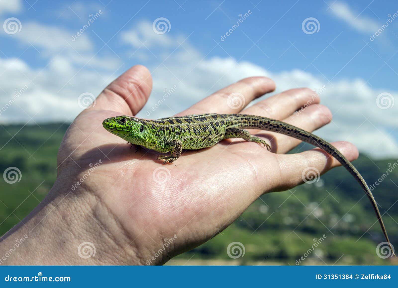 661 Small Lizard Palm Stock Photos - Free & Royalty-Free Stock Photos ...