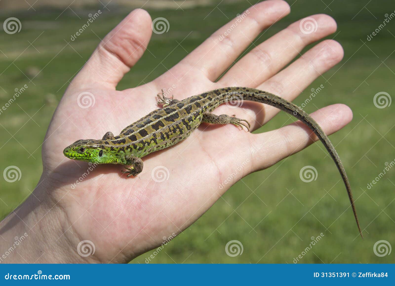 Lizard on the palm stock image. Image of friendship, animals - 31351391