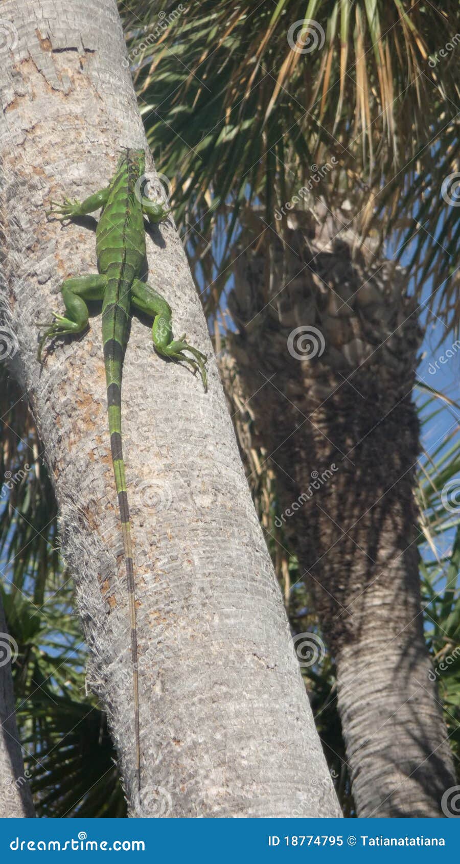 Lizard in palm tree stock image. Image of striped, leaves - 18774795