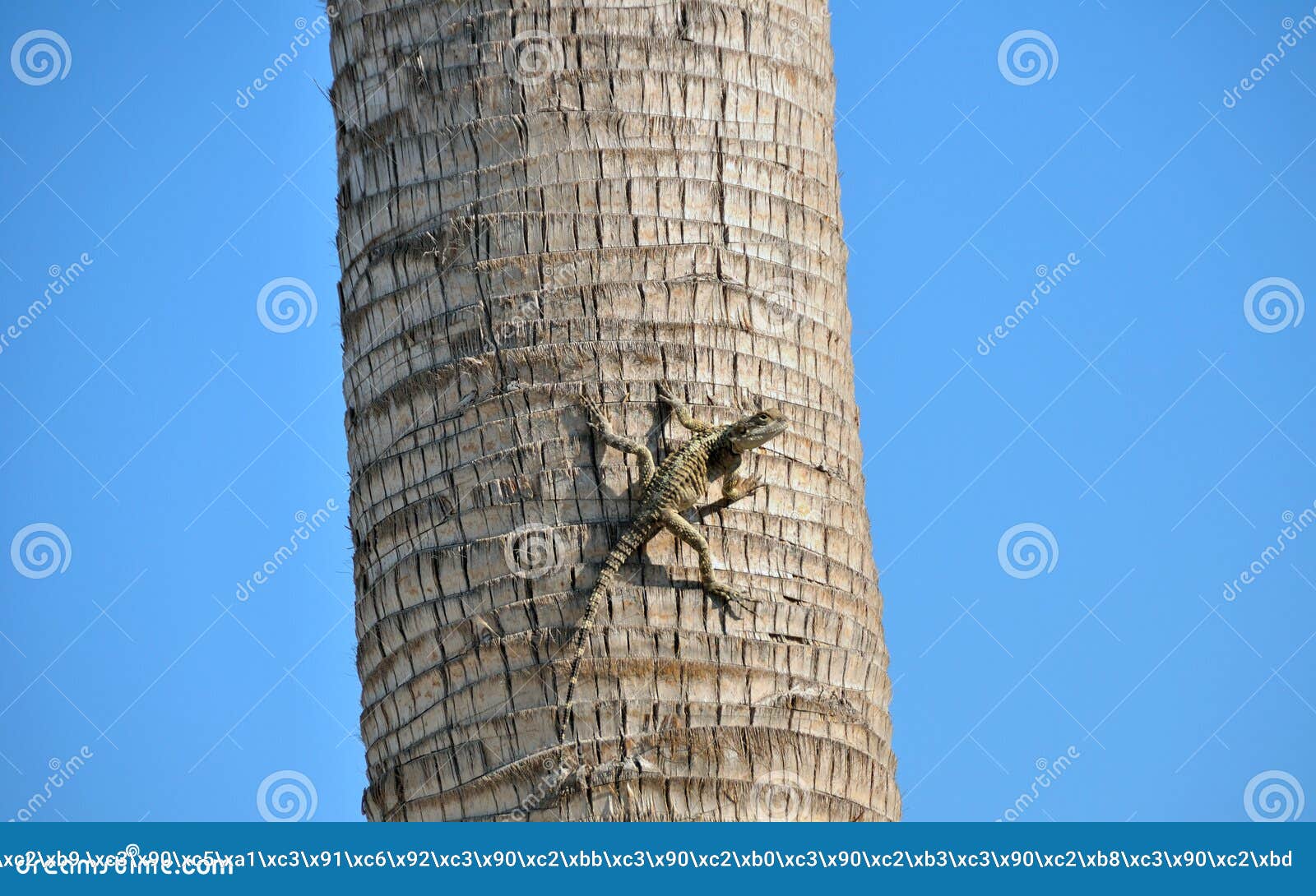 Lizard on a palm tree stock image. Image of landscape - 60993141