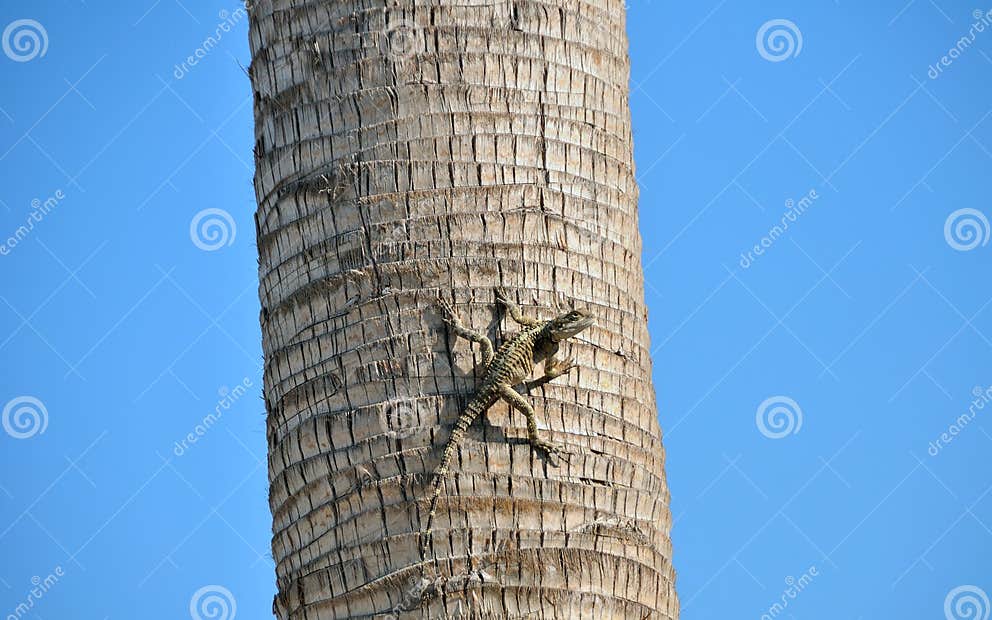 Lizard on a palm tree stock image. Image of landscape - 60993141