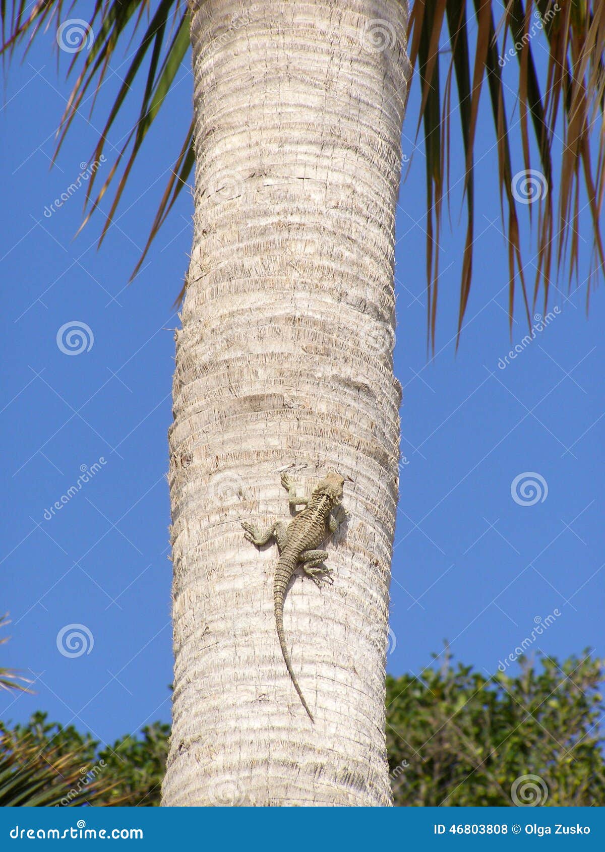 Lizard on the palm tree stock photo. Image of anguidae - 46803808